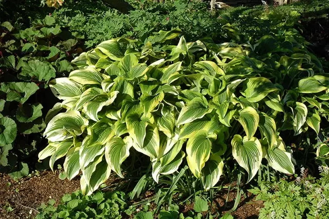 Hosta yellow: species and varieties with photos, description, cultivation 3444_11