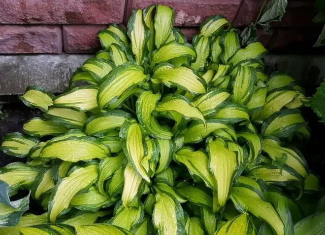 Hosta yellow: species and varieties with photos, description, cultivation 3444_12