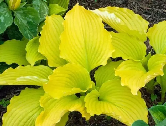 Hosta kuning: spesies lan jinis kanthi foto, deskripsi, budidaya 3444_13