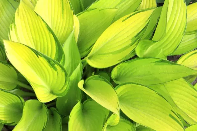 Hosta yellow: species and varieties with photos, description, cultivation 3444_14