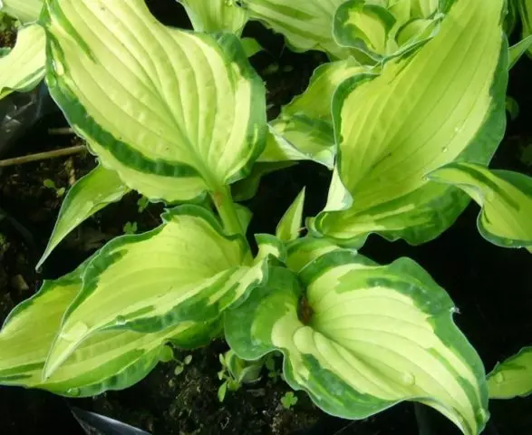 Hosta kuning: spesies lan jinis kanthi foto, deskripsi, budidaya 3444_15