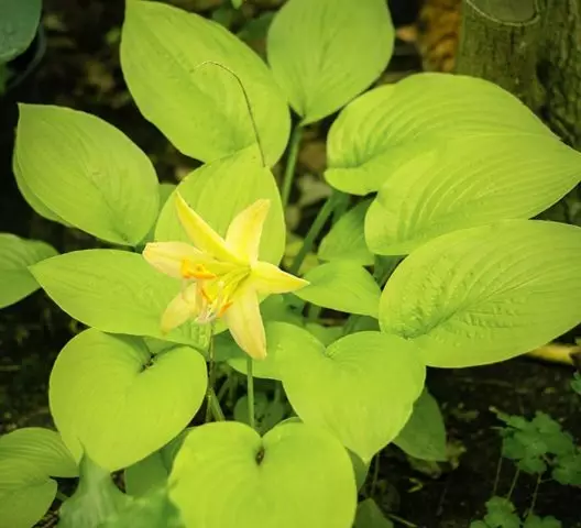 Hosta kuning: spesies lan jinis kanthi foto, deskripsi, budidaya 3444_18