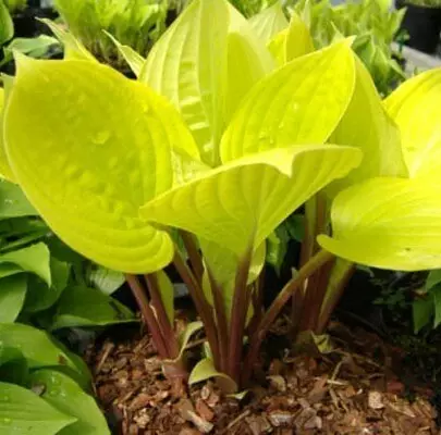 Hosta kuning: spesies lan jinis kanthi foto, deskripsi, budidaya 3444_19