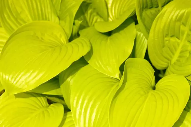 Hosta yellow: species and varieties with photos, description, cultivation 3444_2