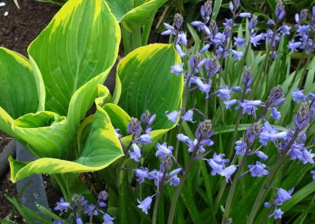 Hosta yellow: species and varieties with photos, description, cultivation 3444_25