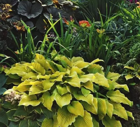 Hosta yellow: species and varieties with photos, description, cultivation 3444_27