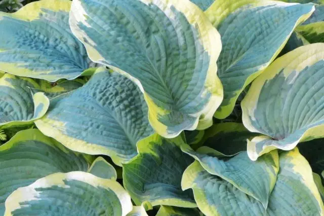 Hosta yellow: species and varieties with photos, description, cultivation 3444_4