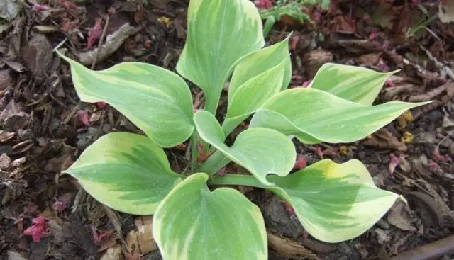 Hosta kuning: spesies lan jinis kanthi foto, deskripsi, budidaya 3444_43