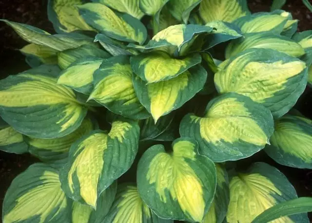 Hosta yellow: species and varieties with photos, description, cultivation 3444_5