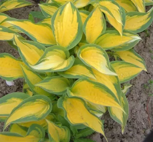 Hosta yellow: species and varieties with photos, description, cultivation 3444_6