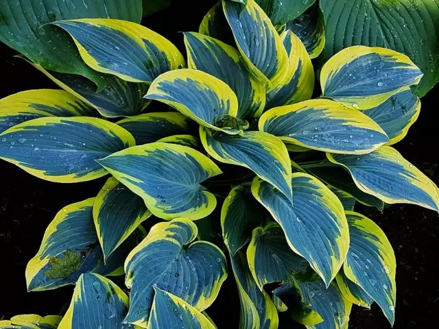 Hosta yellow: species and varieties with photos, description, cultivation 3444_7