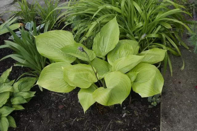 Hosta yellow: species and varieties with photos, description, cultivation 3444_8