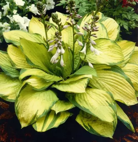 Hosta kuning: spesies lan jinis kanthi foto, deskripsi, budidaya 3444_9