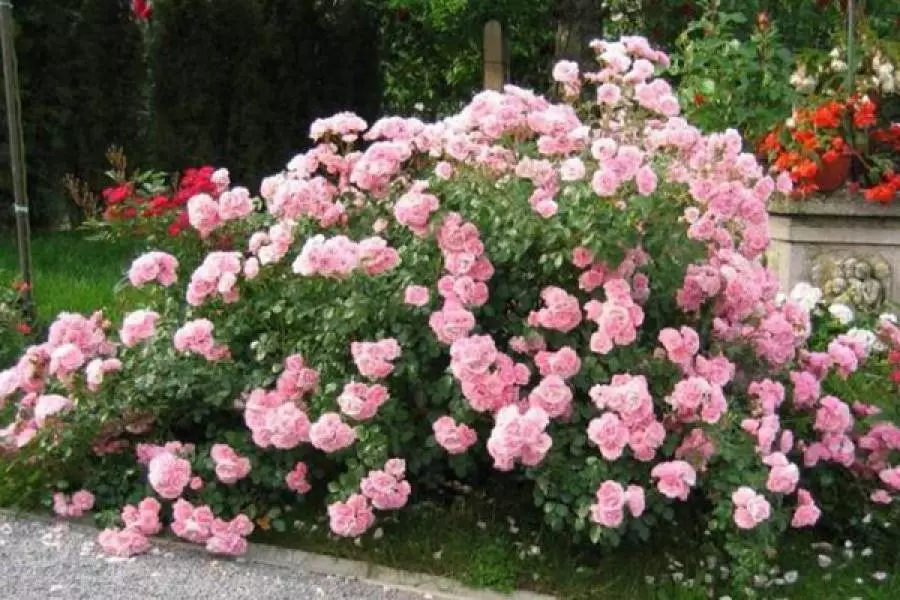 Ang mga rosas sa ground cover: ang labing kaayo nga mga lahi alang sa rehiyon sa Moscow, mga pagribyu