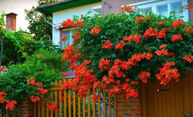 Flores semellantes ás petunias: como se lles chama, fotos, pequenas plantas ampelosas 3452_10