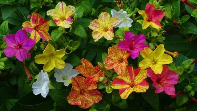 Flores semellantes ás petunias: como se lles chama, fotos, pequenas plantas ampelosas 3452_3