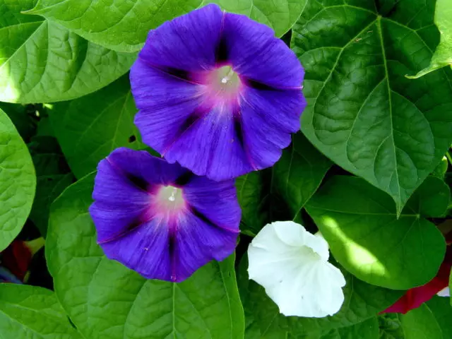 Flores semellantes ás petunias: como se lles chama, fotos, pequenas plantas ampelosas 3452_5