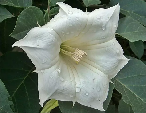 Flors similars a les petúnies: com es diuen, fotos, petites plantes ampel·les 3452_6