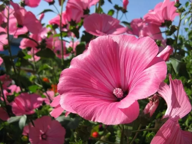 Flors similars a les petúnies: com es diuen, fotos, petites plantes ampel·les 3452_7