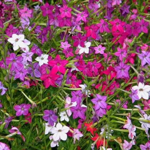 Flores semellantes ás petunias: como se lles chama, fotos, pequenas plantas ampelosas 3452_8