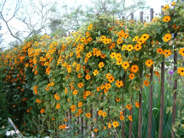 Flors similars a les petúnies: com es diuen, fotos, petites plantes ampel·les 3452_9