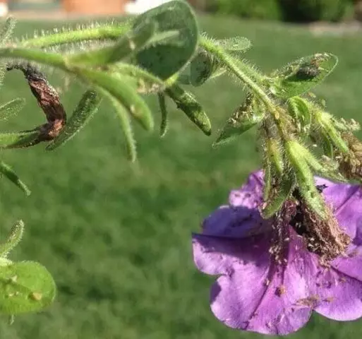 Petunias को चिपचिपा पातहरु: कारणहरु, के गर्ने, हेरचाह, रोकथाम 3457_1