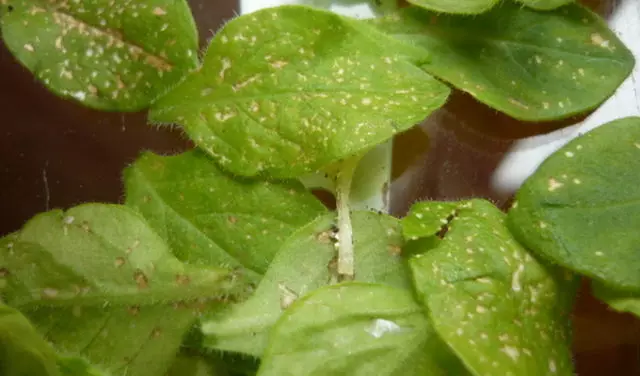 Sticky leaves of petunias: reasons, what to do, care, prevention 3457_2