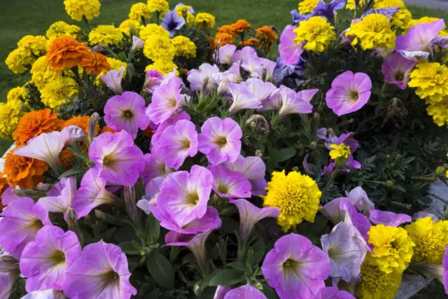 Sticky leaves of petunias: reasons, what to do, care, prevention 3457_5