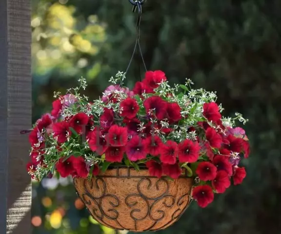 Sticky leaves of petunias: reasons, what to do, care, prevention 3457_6