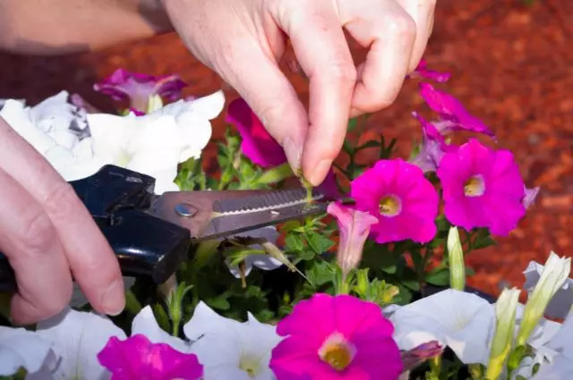 Sticky leaves of petunias: reasons, what to do, care, prevention 3457_7