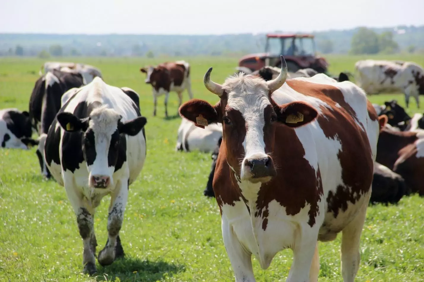 Rendimiento de carne de vacuno a partir del peso vivo: tabla de rendimiento al sacrificio