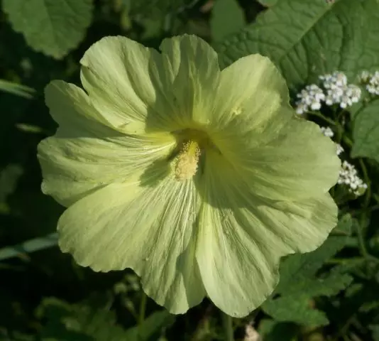 Stock-rose (mallow) yamakwinya: mankhwala, kudulira, kubereka, kugwiritsanso ntchito mawonekedwe 3467_1