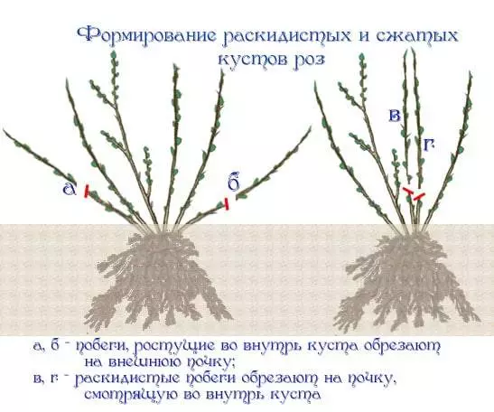 Храстова роза: засаждане и грижи + снимка 3492_20