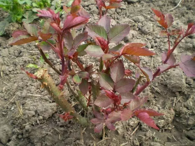 Arbusta rozo: plantado kaj prizorgado + foto 3492_3