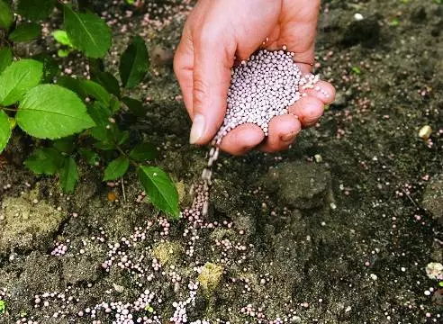 Çalı gülü: dikim ve bakım + fotoğraf 3492_7