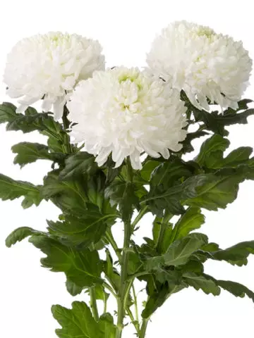 Chrysanthemum Magnum: deskribapena, landaketa eta zainketa, ugalketa, gaixotasunak eta izurriteak, argazkia 3507_1