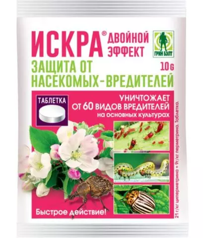 Хрызантэма Магнум: апісанне, пасадка і догляд, размнажэнне, хваробы і шкоднікі, фота 3507_18