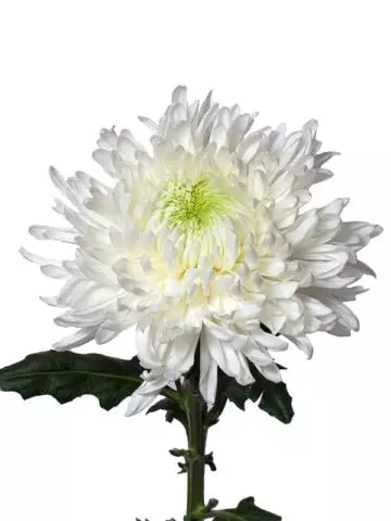 Chrysanthemum Magnum: bayanin, dasa da kulawa, haifuwa, cututtuka da kwari, hoto 3507_2