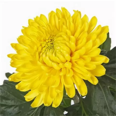 Chrysanthemum Magnum: deskribapena, landaketa eta zainketa, ugalketa, gaixotasunak eta izurriteak, argazkia 3507_3