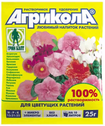 Хризантема магнум: описание, засаждане и грижи, размножаване, болести и вредители, снимка 3507_6