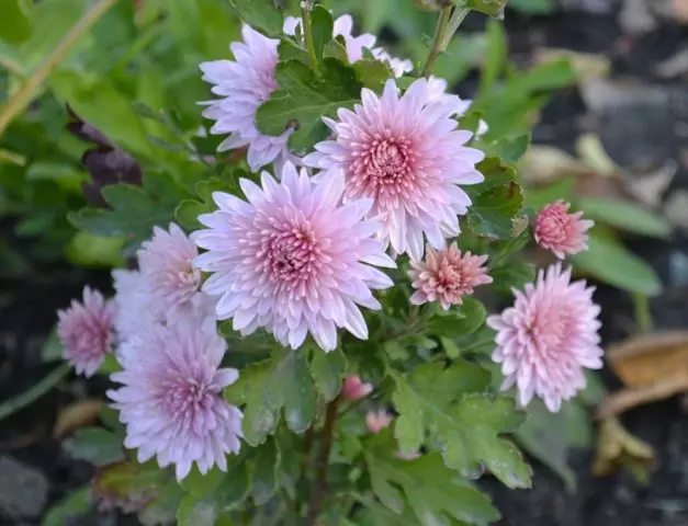 Chrysanthemums: iri tare da hotuna da sunaye, marasa ma'ana, sabo, hunturu-Hardy, marigayi 3511_1