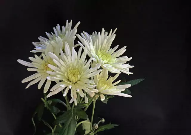 Chrysanthemums: ဓာတ်ပုံများနှင့်နာမည်များပါ ၀ င်သောမျိုးစိတ်များ၊ မရိုးသားသော၊ အသစ်၊ ဆောင်းရာသီတွင်ခက်ခဲသည်၊ နောက်ကျသည် 3511_10