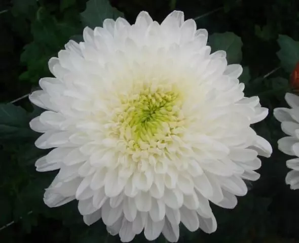 Chrysanthemums: amrywiaethau gyda lluniau ac enwau, diymhongar, newydd, gaeaf-galed, hwyr 3511_11