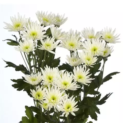 Chrysanthemums: ဓာတ်ပုံများနှင့်နာမည်များပါ ၀ င်သောမျိုးစိတ်များ၊ မရိုးသားသော၊ အသစ်၊ ဆောင်းရာသီတွင်ခက်ခဲသည်၊ နောက်ကျသည် 3511_12