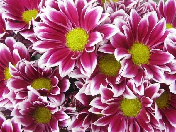 Chrysanthemums: amrywiaethau gyda lluniau ac enwau, diymhongar, newydd, gaeaf-galed, hwyr 3511_13