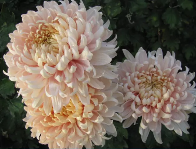 Chrysanthemums: amrywiaethau gyda lluniau ac enwau, diymhongar, newydd, gaeaf-galed, hwyr 3511_14