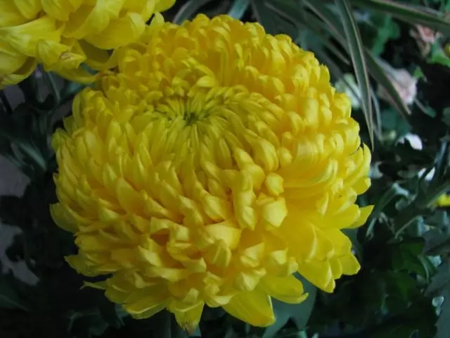 Chrysanthemums: ဓာတ်ပုံများနှင့်နာမည်များပါ ၀ င်သောမျိုးစိတ်များ၊ မရိုးသားသော၊ အသစ်၊ ဆောင်းရာသီတွင်ခက်ခဲသည်၊ နောက်ကျသည် 3511_15