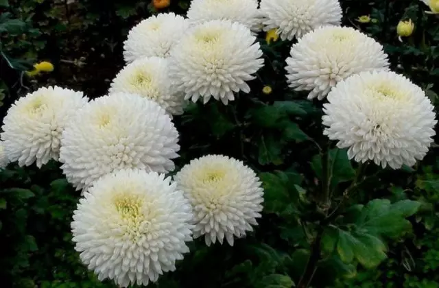 Chrysanthemums: iri tare da hotuna da sunaye, marasa ma'ana, sabo, hunturu-Hardy, marigayi 3511_17