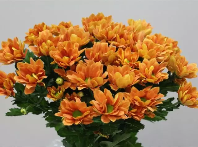 Chrysanthemums: amrywiaethau gyda lluniau ac enwau, diymhongar, newydd, gaeaf-galed, hwyr 3511_18