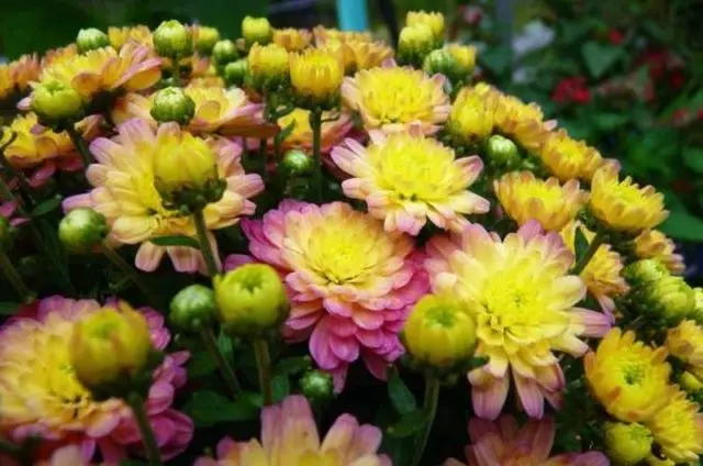 Chrysanthemums: amrywiaethau gyda lluniau ac enwau, diymhongar, newydd, gaeaf-galed, hwyr 3511_19